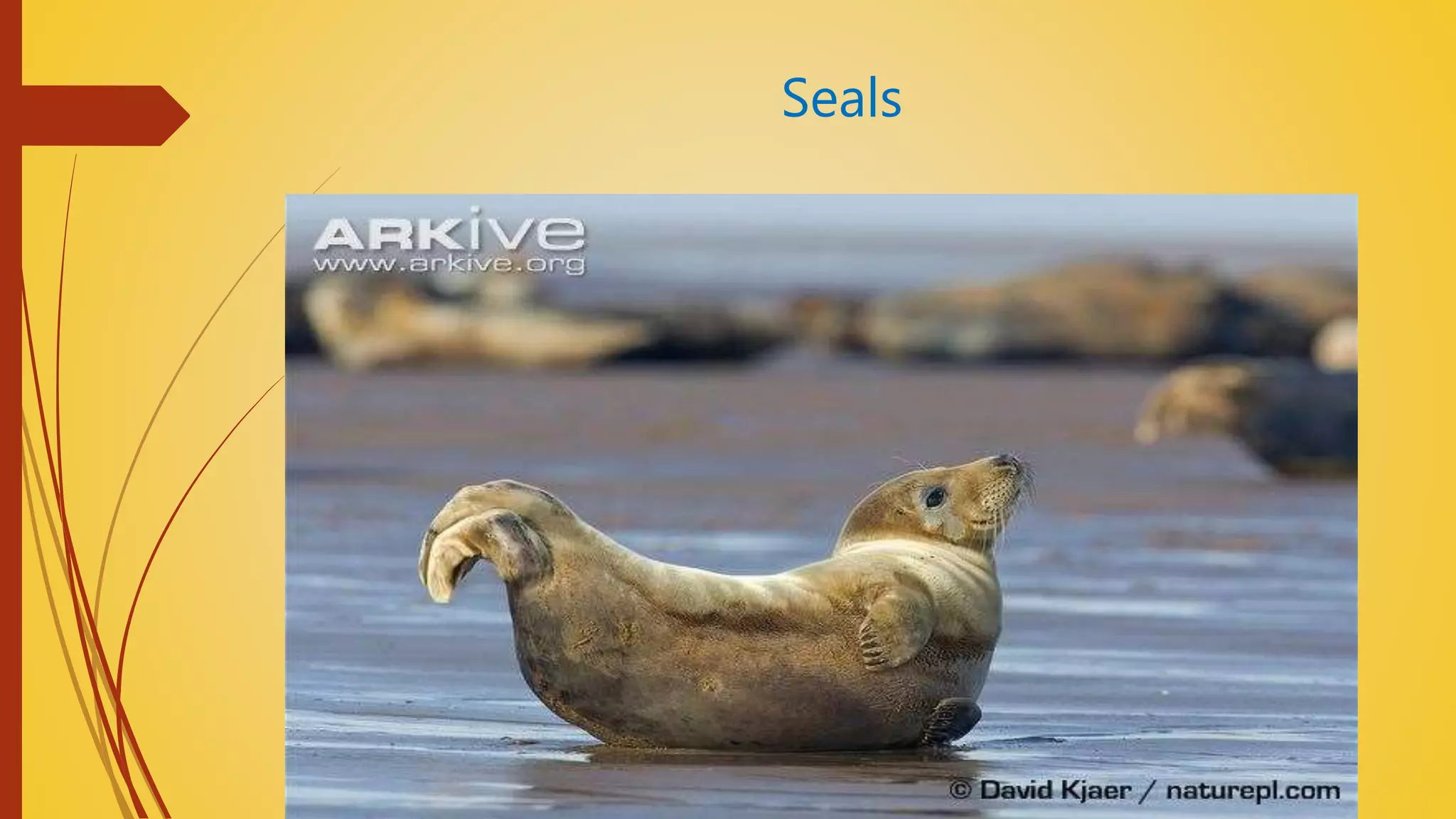 Aquatic mammals & their adaptation.fully aquatic mammal and amphibian ...