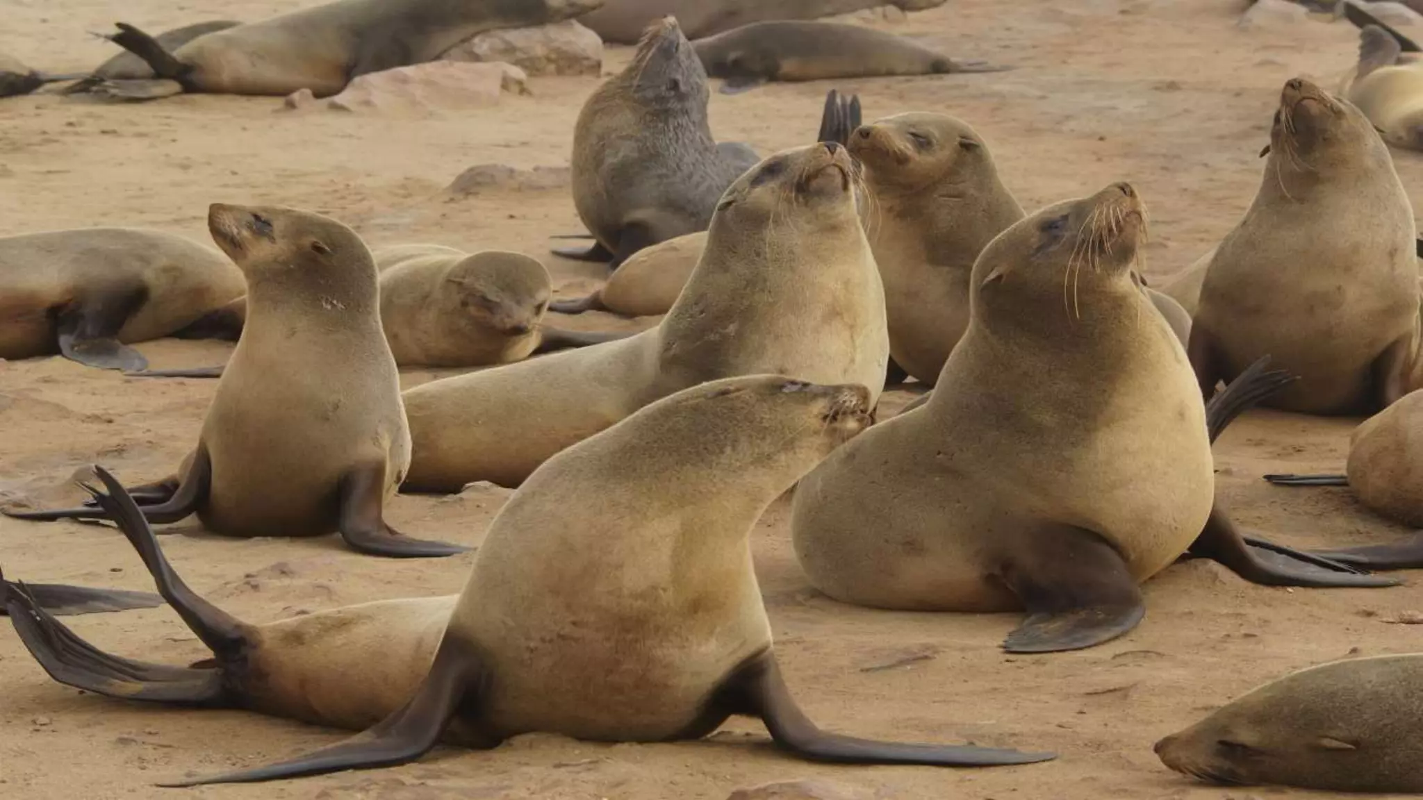 Aquatic mammals & their adaptation.fully aquatic mammal and amphibian ...