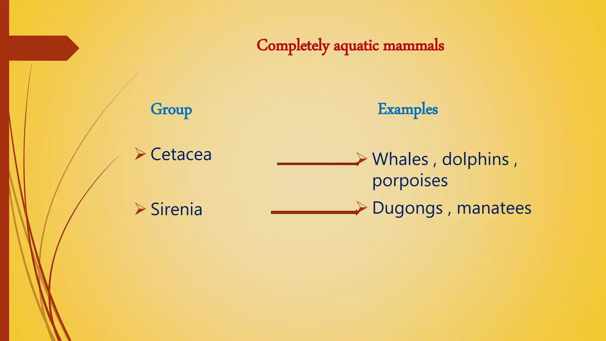 Aquatic mammals & their adaptation.fully aquatic mammal and amphibian aquatic mammals.evolution ...