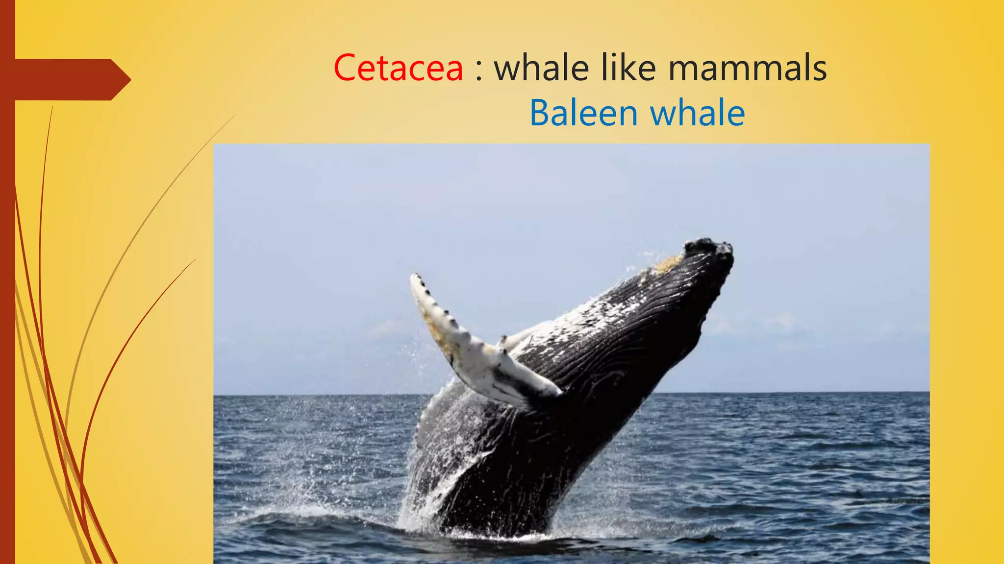 Aquatic mammals & their adaptation.fully aquatic mammal and amphibian ...
