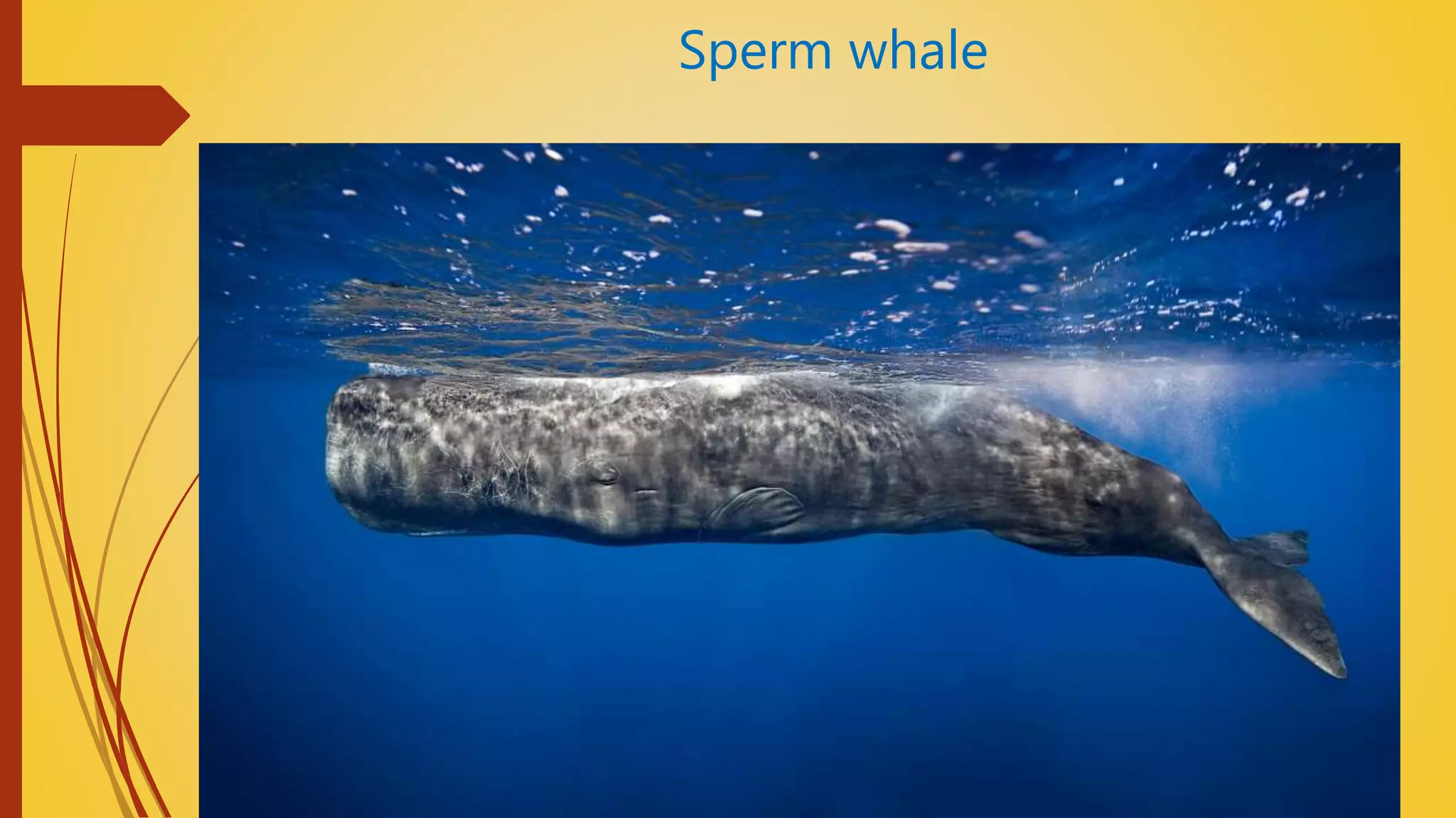 Aquatic mammals & their adaptation.fully aquatic mammal and amphibian ...