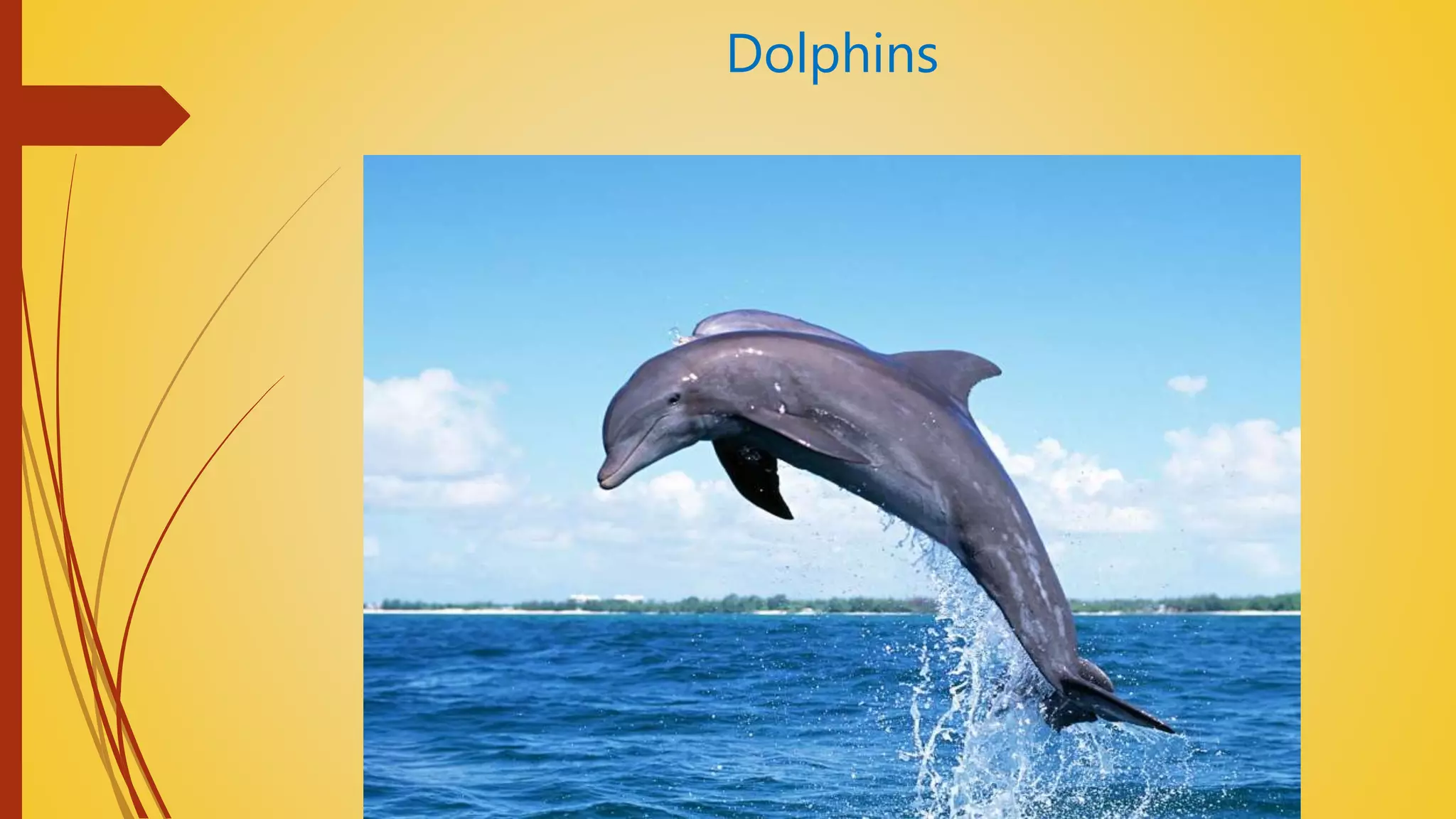 Aquatic mammals & their adaptation.fully aquatic mammal and amphibian ...