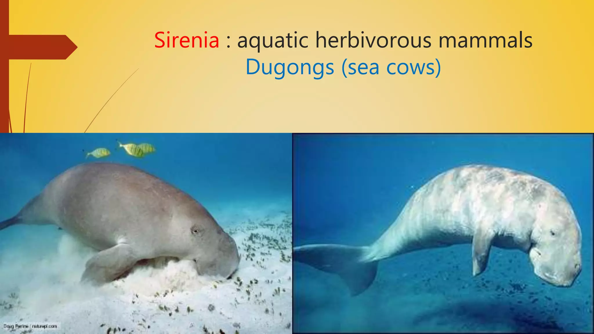 Aquatic mammals & their adaptation.fully aquatic mammal and amphibian ...