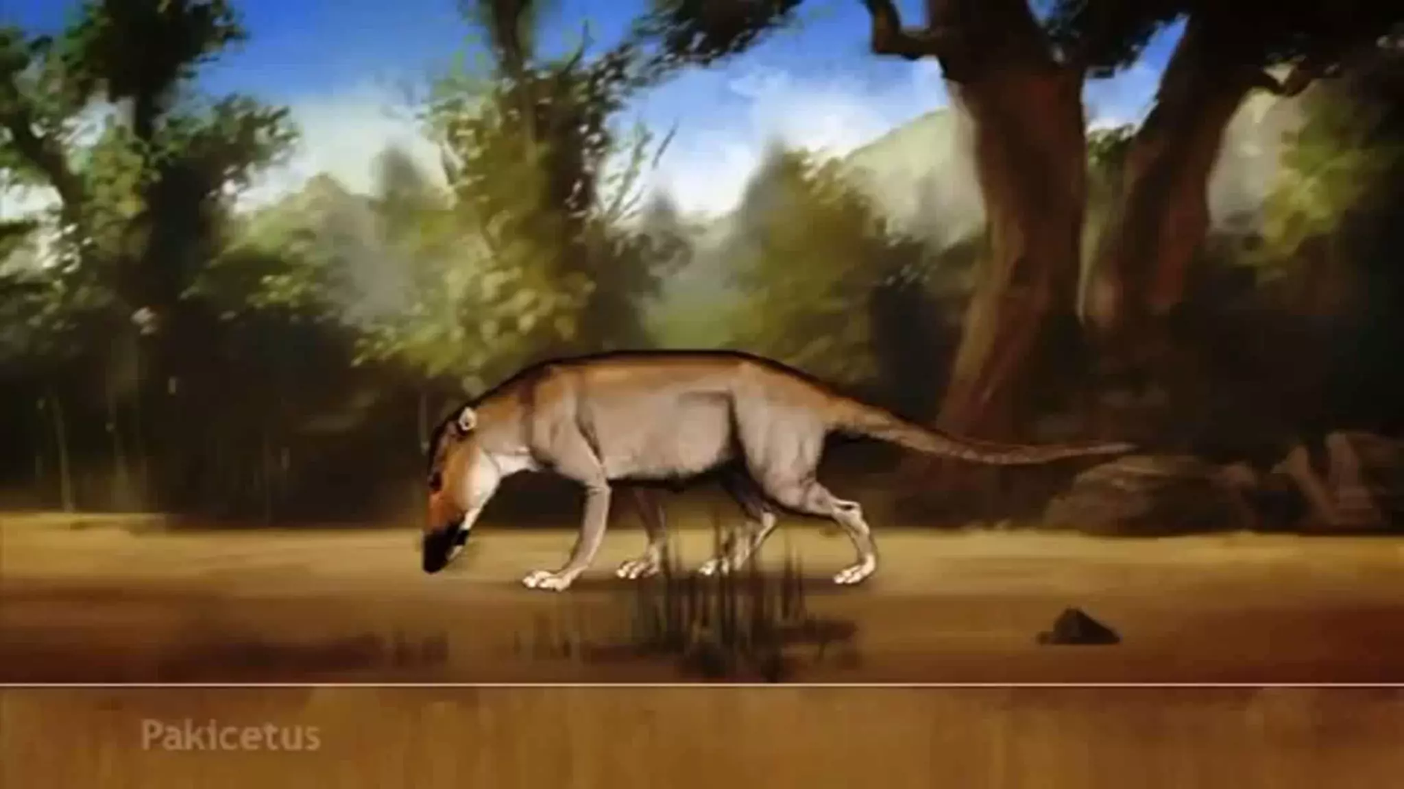 Aquatic mammals & their adaptation.fully aquatic mammal and amphibian ...