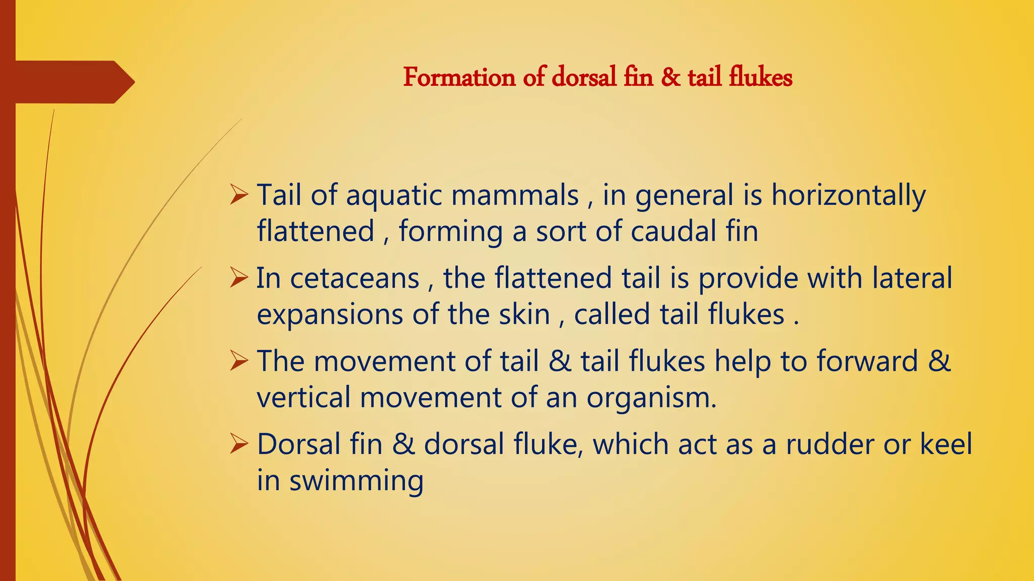 Aquatic mammals & their adaptation.fully aquatic mammal and amphibian ...