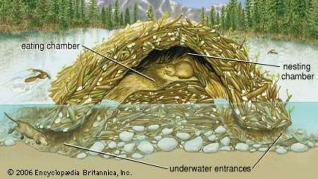 Aquatic mammals & their adaptation.fully aquatic mammal and amphibian ...