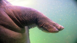 Aquatic mammals & their adaptation.fully aquatic mammal and amphibian ...