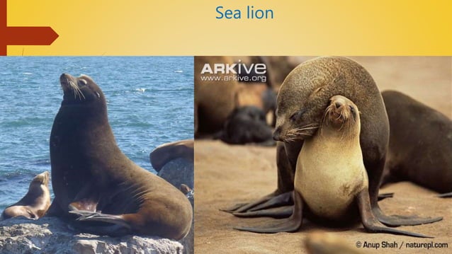 Aquatic mammals & their adaptation.fully aquatic mammal and amphibian ...