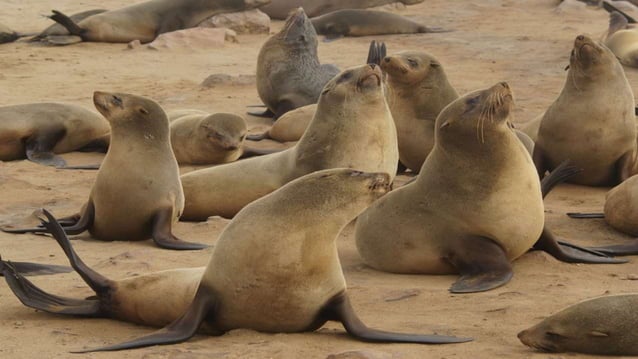 Aquatic mammals & their adaptation.fully aquatic mammal and amphibian ...