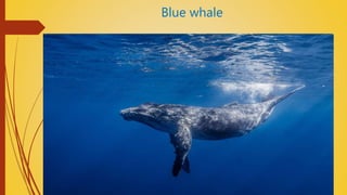 Aquatic mammals & their adaptation.fully aquatic mammal and amphibian ...