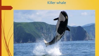 Aquatic mammals & their adaptation.fully aquatic mammal and amphibian ...