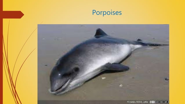 Aquatic mammals & their adaptation.fully aquatic mammal and amphibian ...
