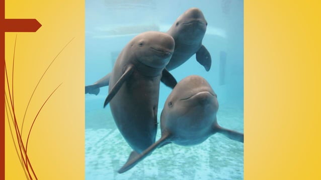 Aquatic mammals & their adaptation.fully aquatic mammal and amphibian ...