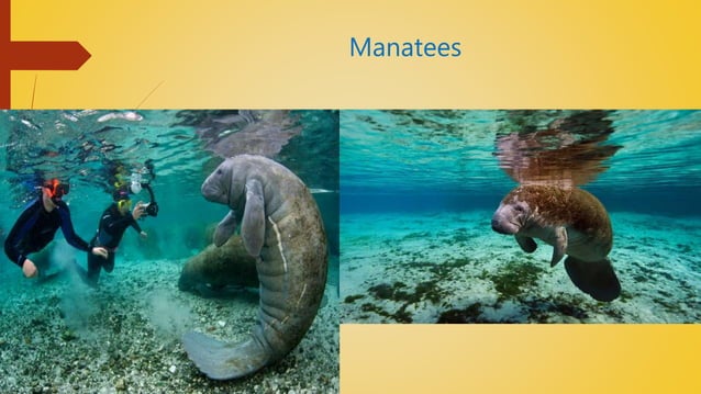 Aquatic mammals & their adaptation.fully aquatic mammal and amphibian ...