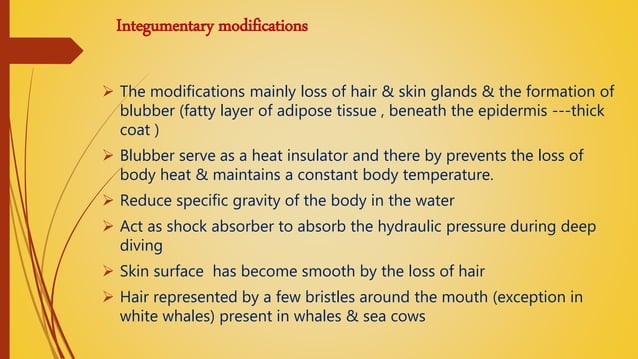Aquatic mammals & their adaptation.fully aquatic mammal and amphibian ...