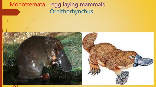 Aquatic mammals & their adaptation.fully aquatic mammal and amphibian ...