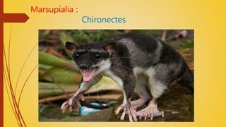Aquatic mammals & their adaptation.fully aquatic mammal and amphibian ...