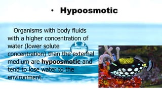 Aquatic movements & Water Movement between Soil and Plant | PPTX