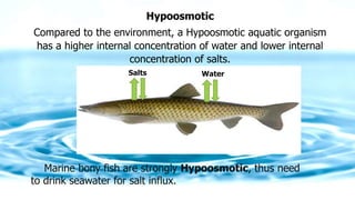 Aquatic movements & Water Movement between Soil and Plant | PPTX