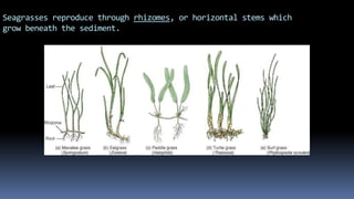 Aquatic plants | PPTX