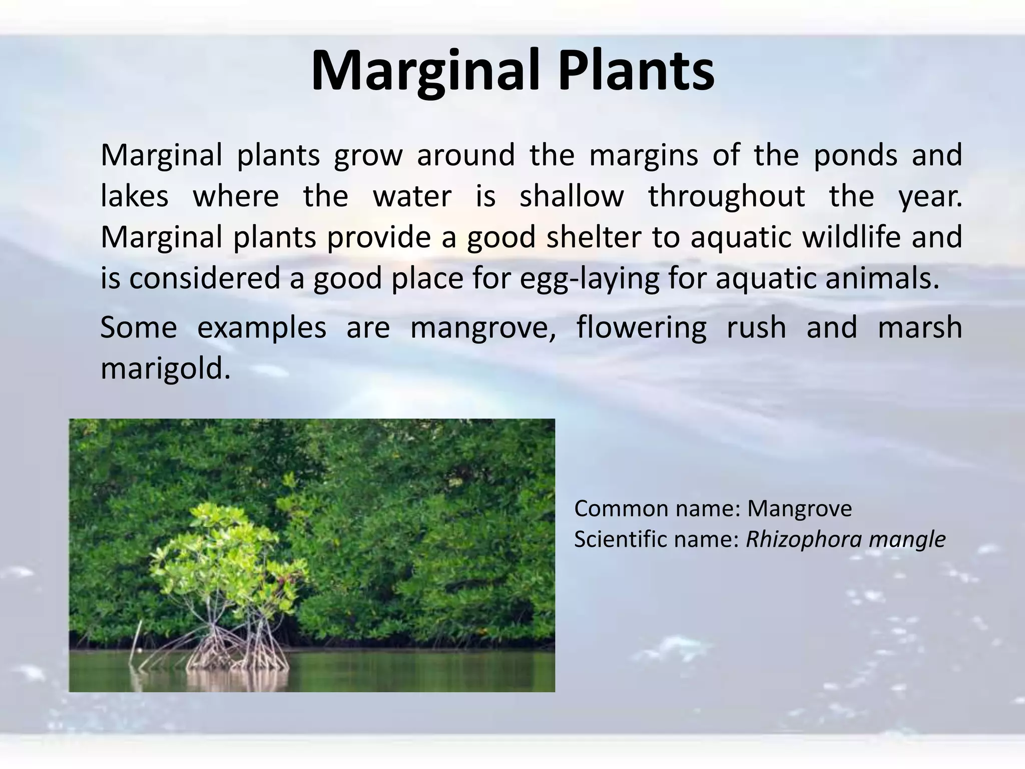 Aquatic plants anusha | PPTX