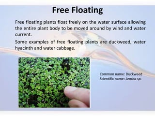 Aquatic plants anusha | PPTX