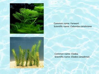 Aquatic plants anusha | PPTX