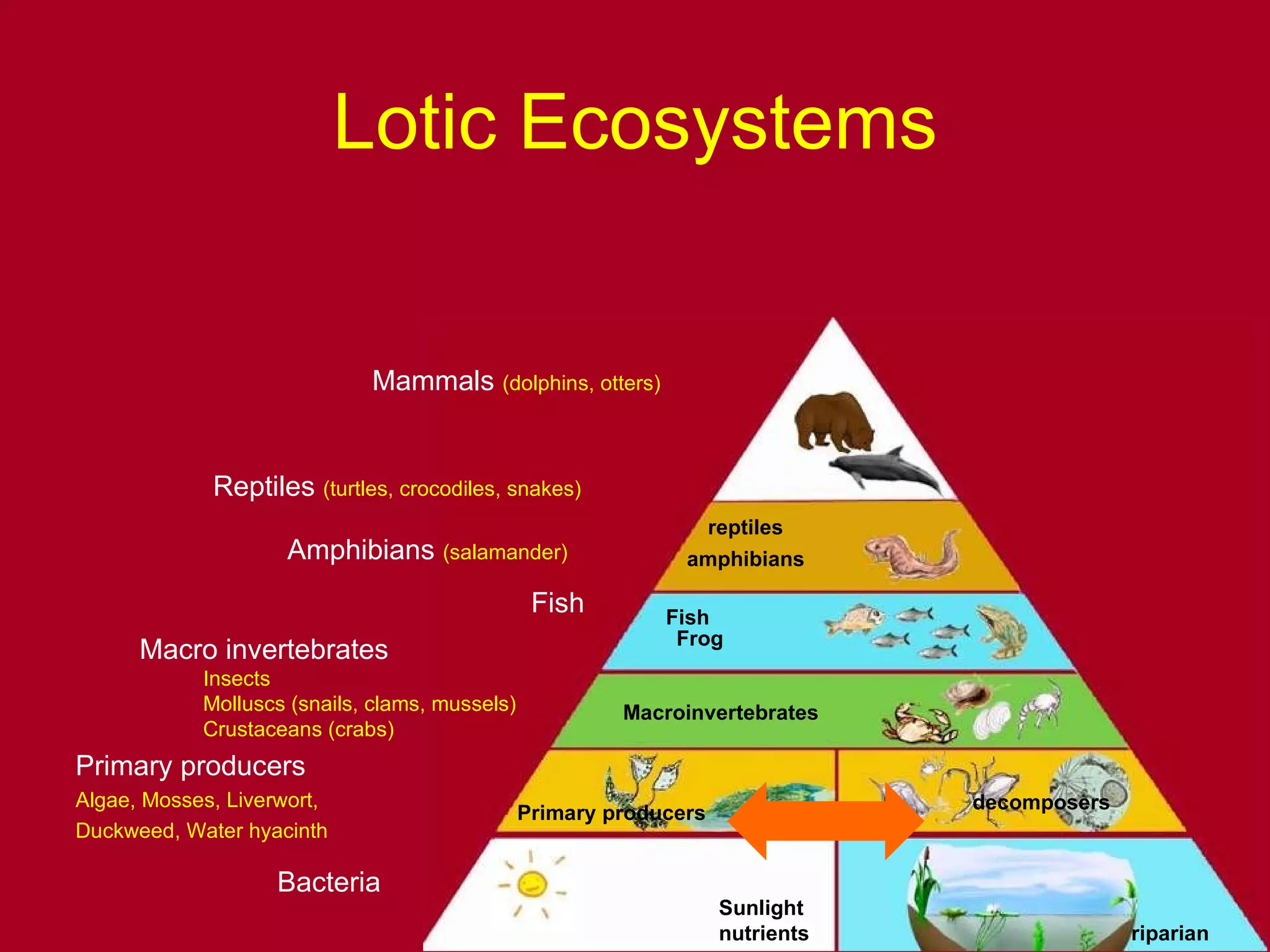 Aquatic Systems An Overview | PPT