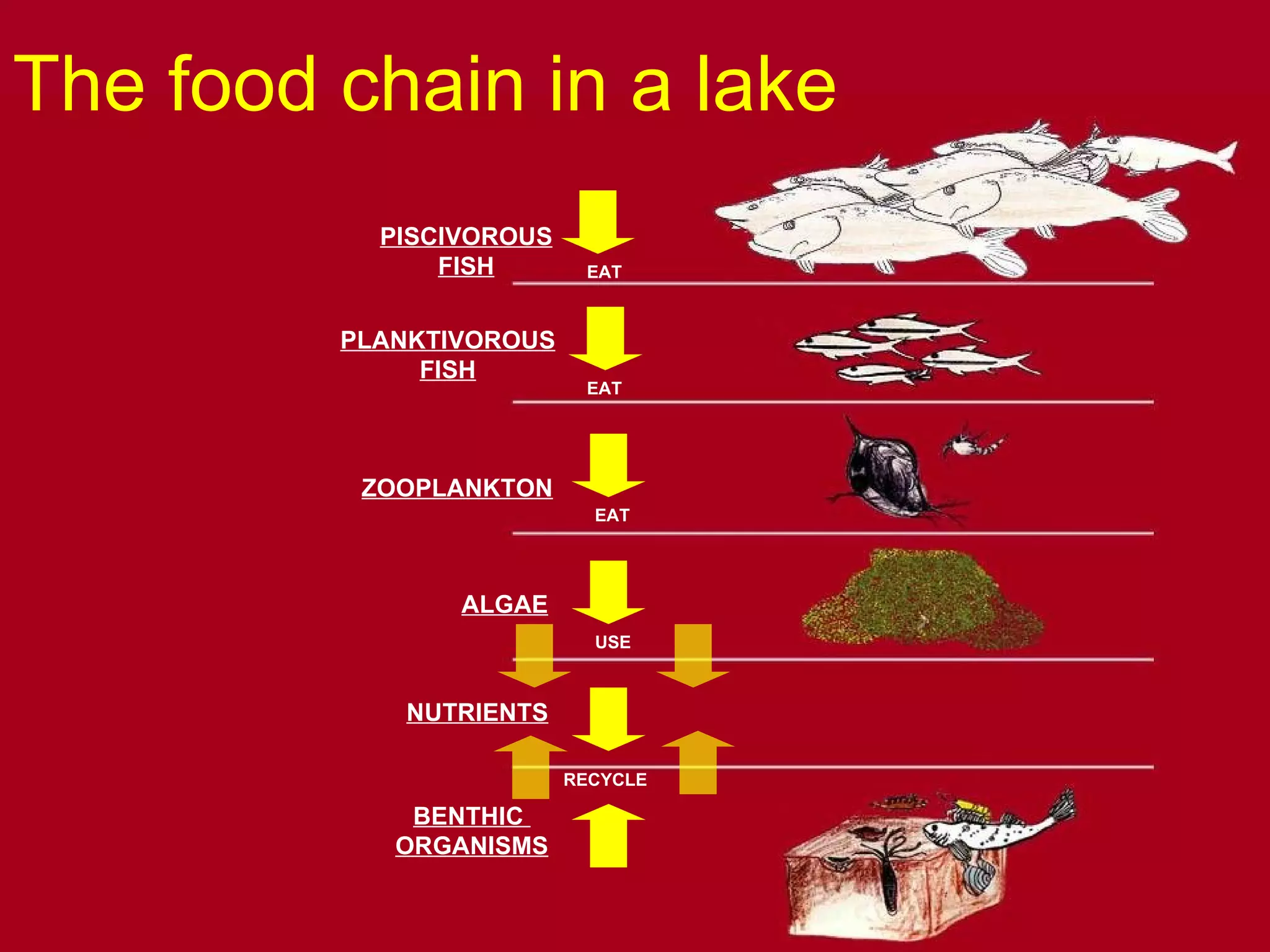 Aquatic Systems An Overview | PPT