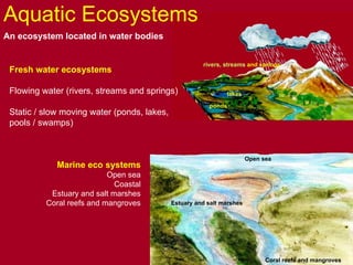 Aquatic Systems An Overview | PPT