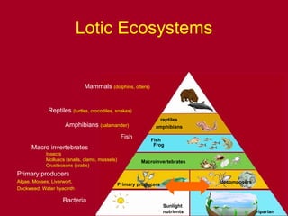 Aquatic Systems An Overview | PPT