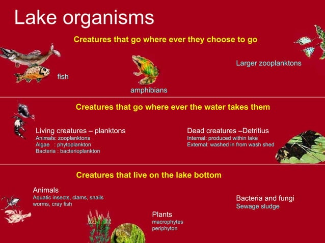 Aquatic Systems An Overview | PPT | Geography | Science