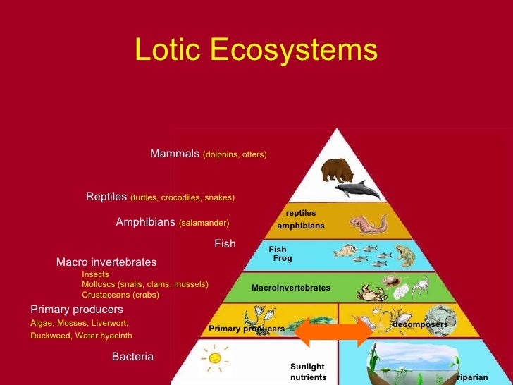 Aquatic Systems An Overview