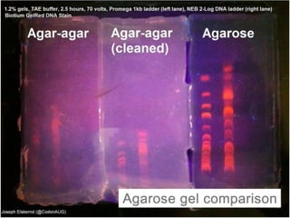 Aquatic talk: Agar, agarose and agarase | PPT
