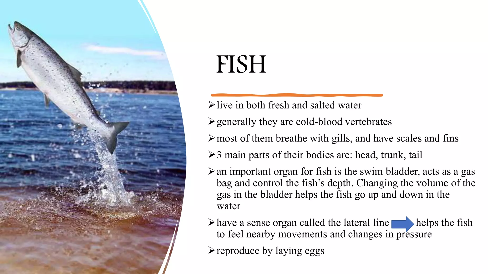 Aquatic vertebrates | PPTX