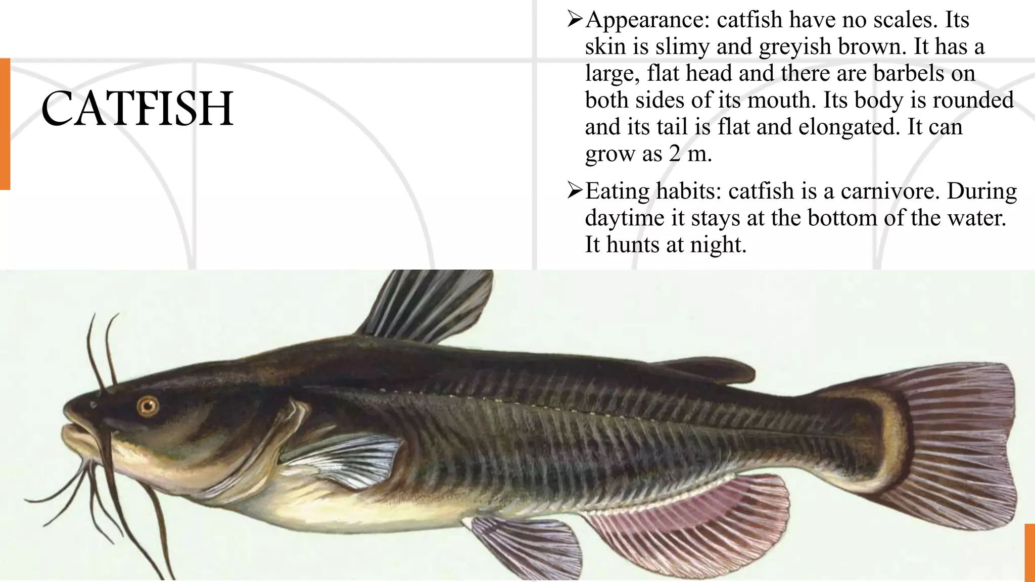 Aquatic vertebrates | PPTX