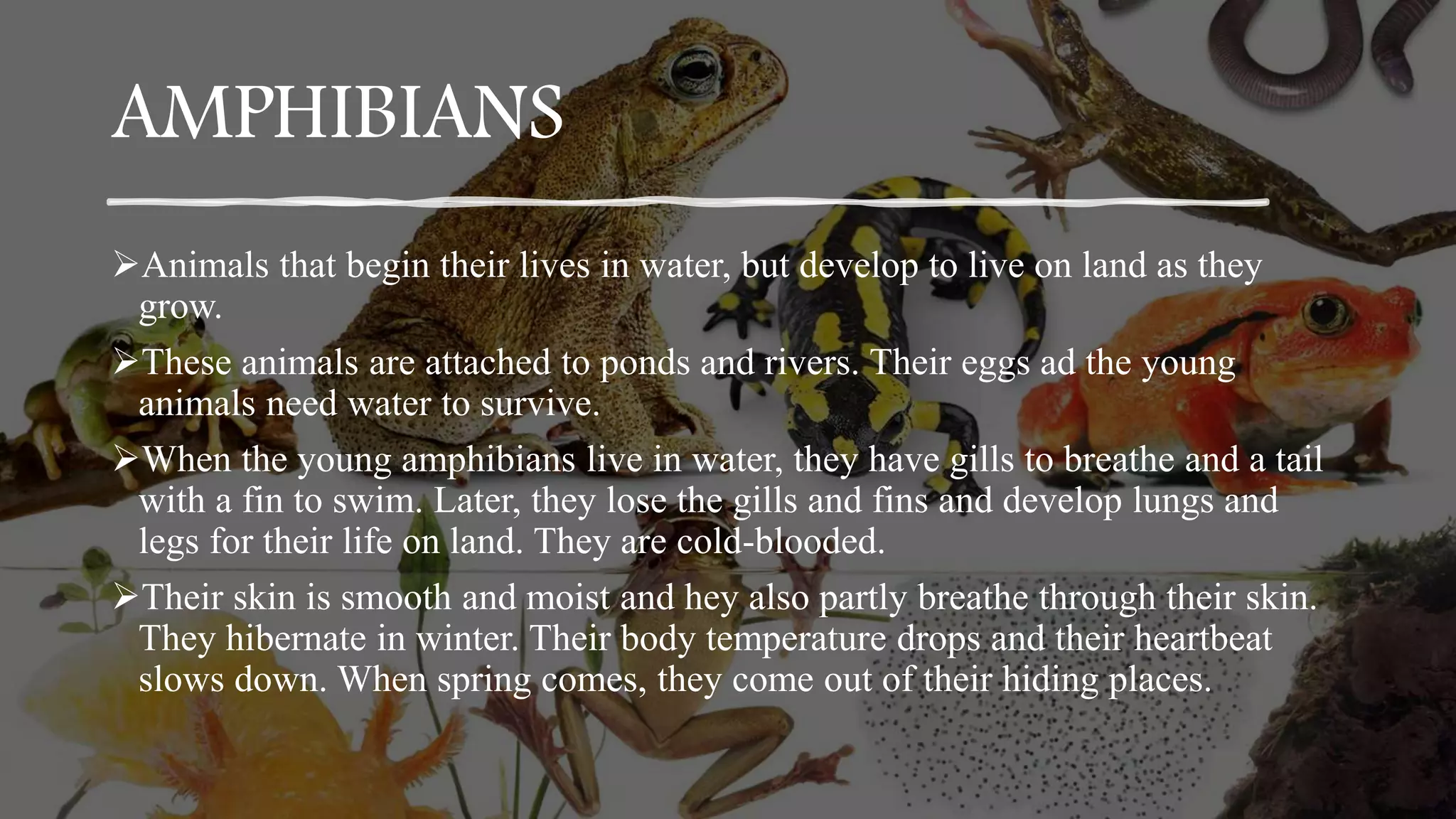 Aquatic vertebrates | PPTX