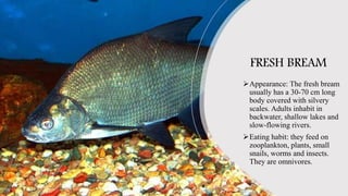 Aquatic vertebrates | PPTX