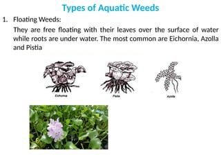 aquatic weed farming and details of development | PPTX