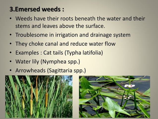 Aquatic weed management | PPTX