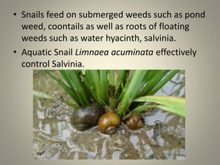 Aquatic weed management | PPTX