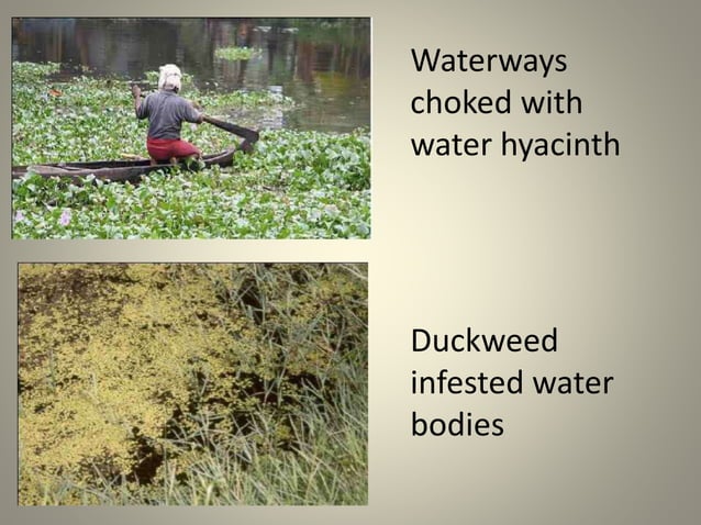 Aquatic weed management | PPTX