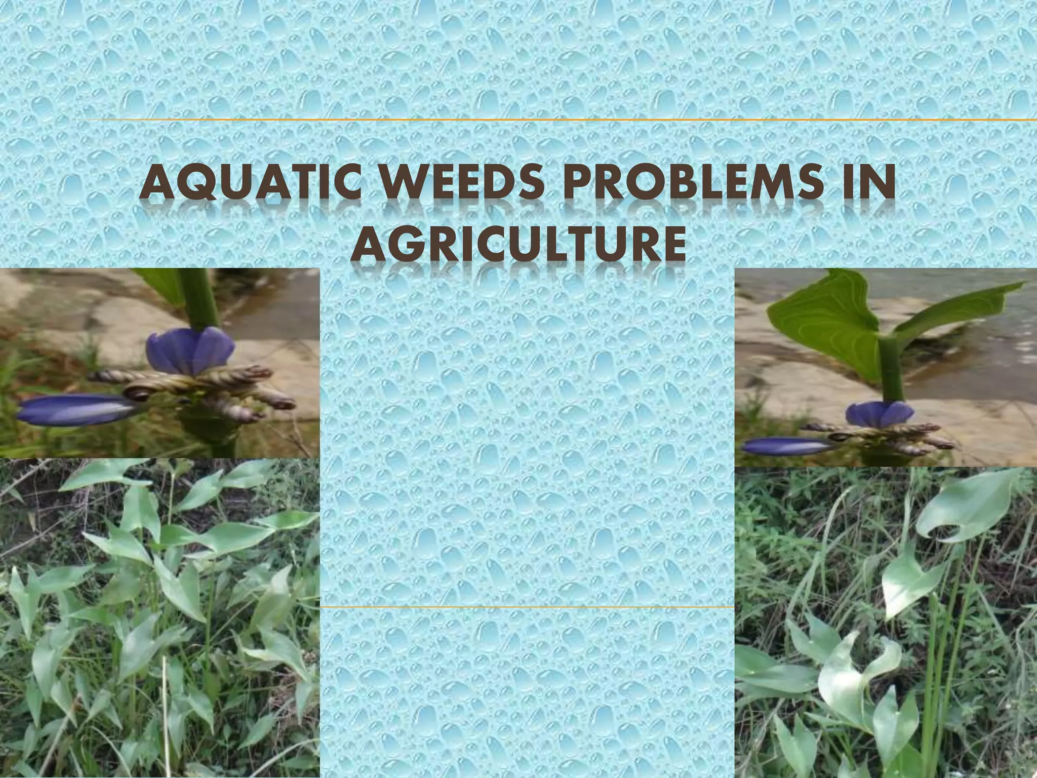 Aquatic weeds problem in agriculture | PPTX