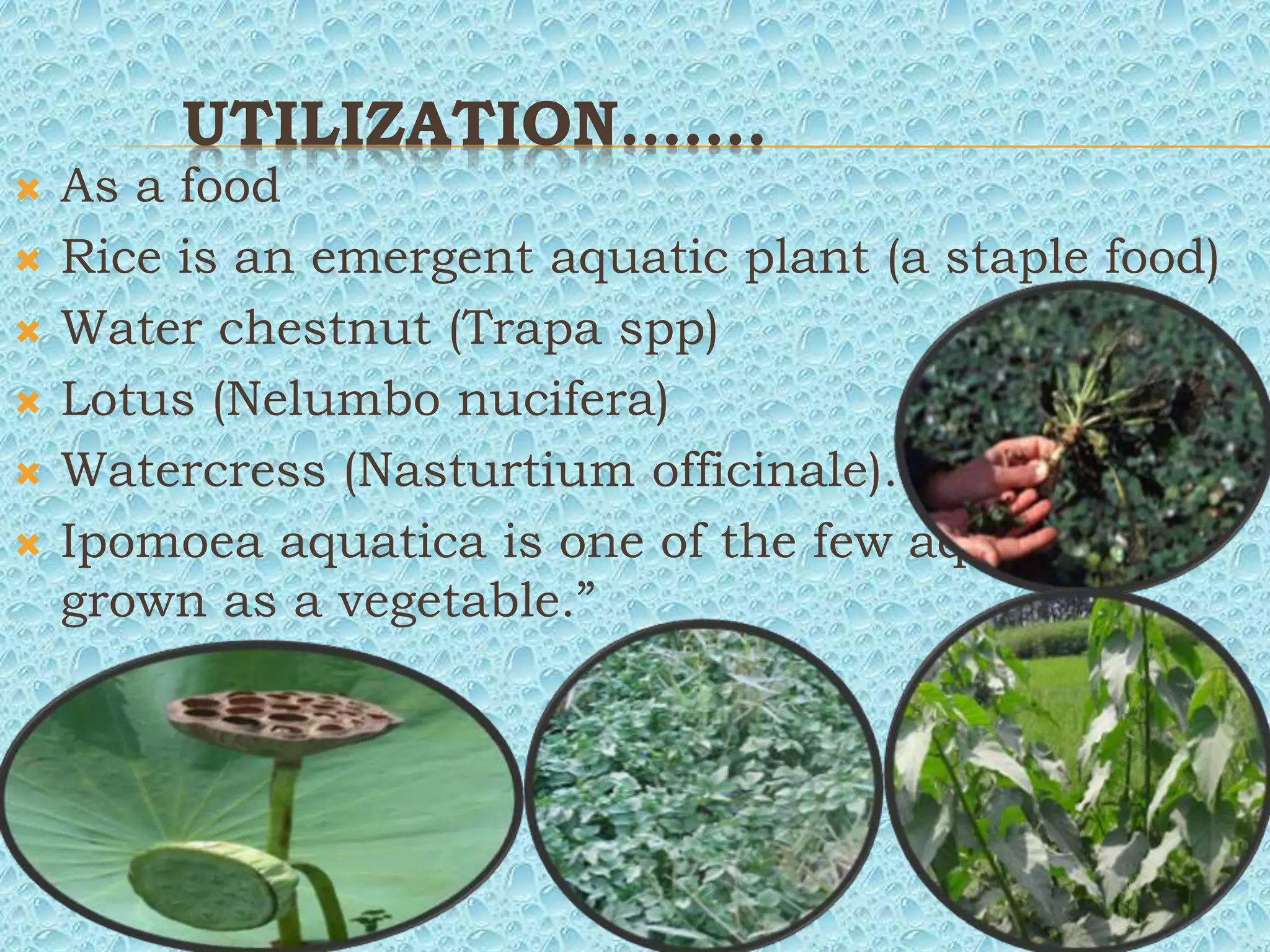 Aquatic weeds problem in agriculture | PPTX