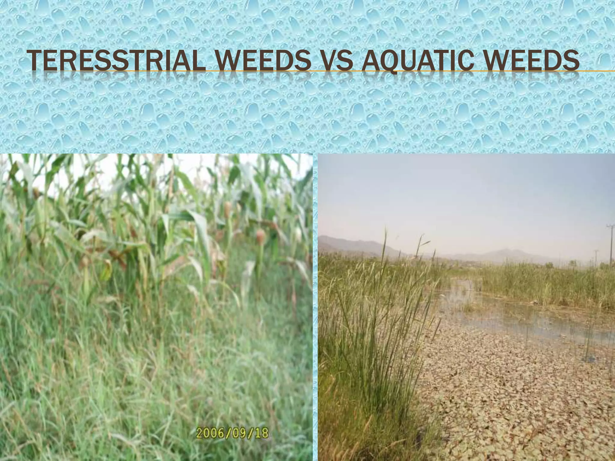 Aquatic weeds problem in agriculture | PPTX