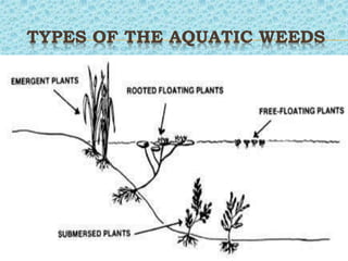 Aquatic weeds problem in agriculture | PPTX