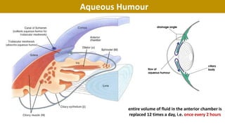The Aqueous Humour | PDF