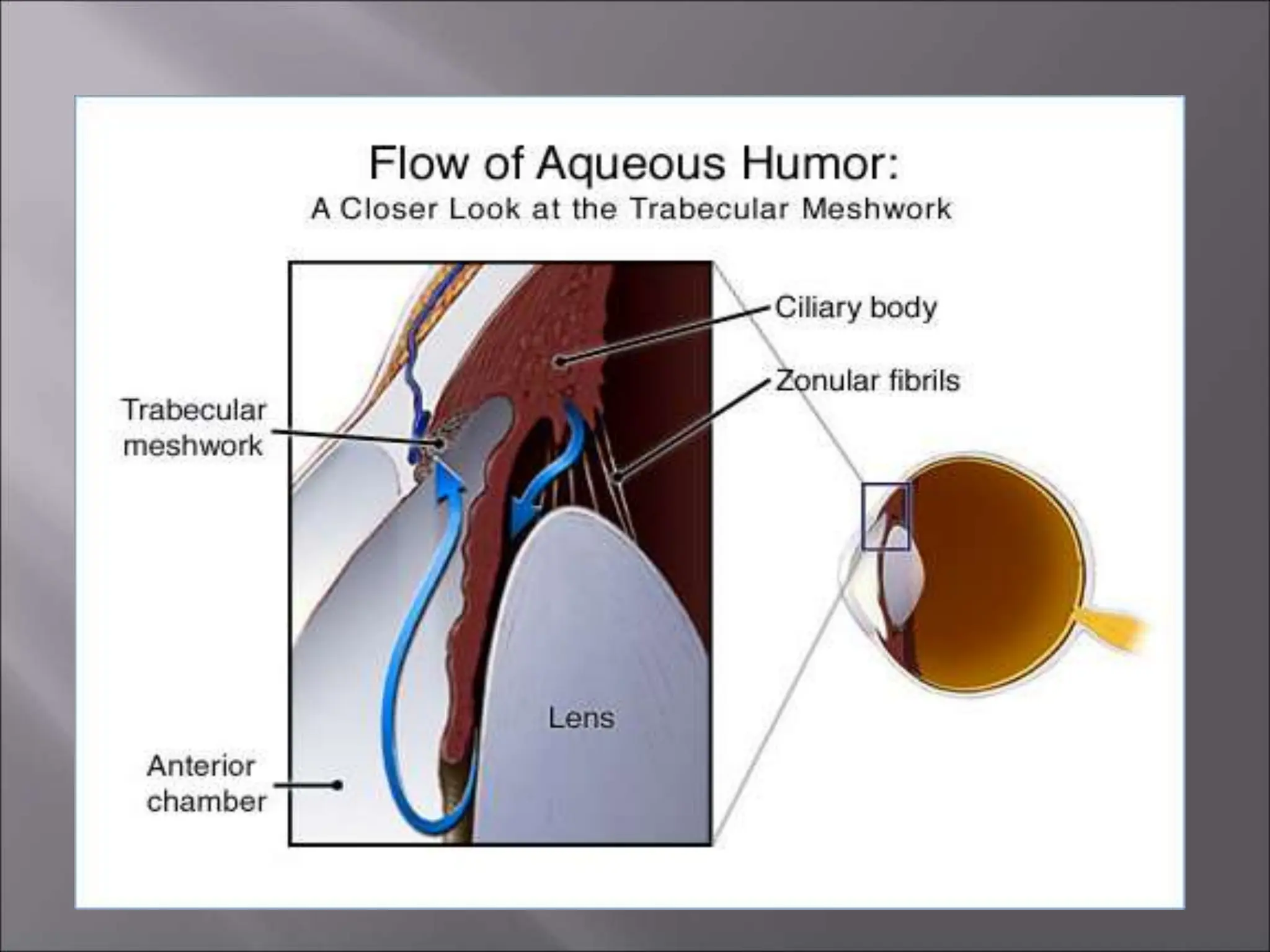 AQUEOUS 1.anatomy of eye by dr aznat ullah | PPT