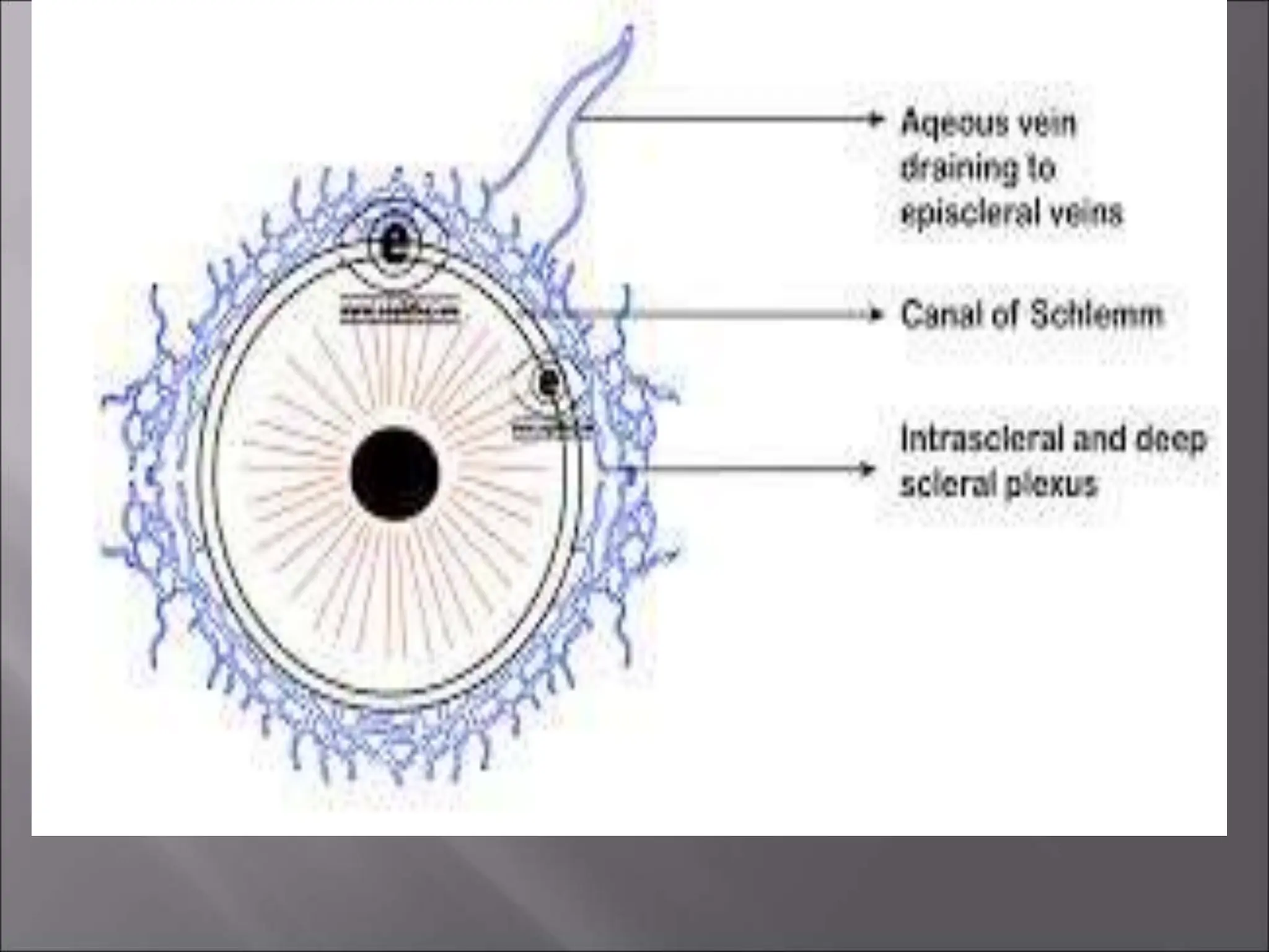 AQUEOUS 1.anatomy of eye by dr aznat ullah | PPT