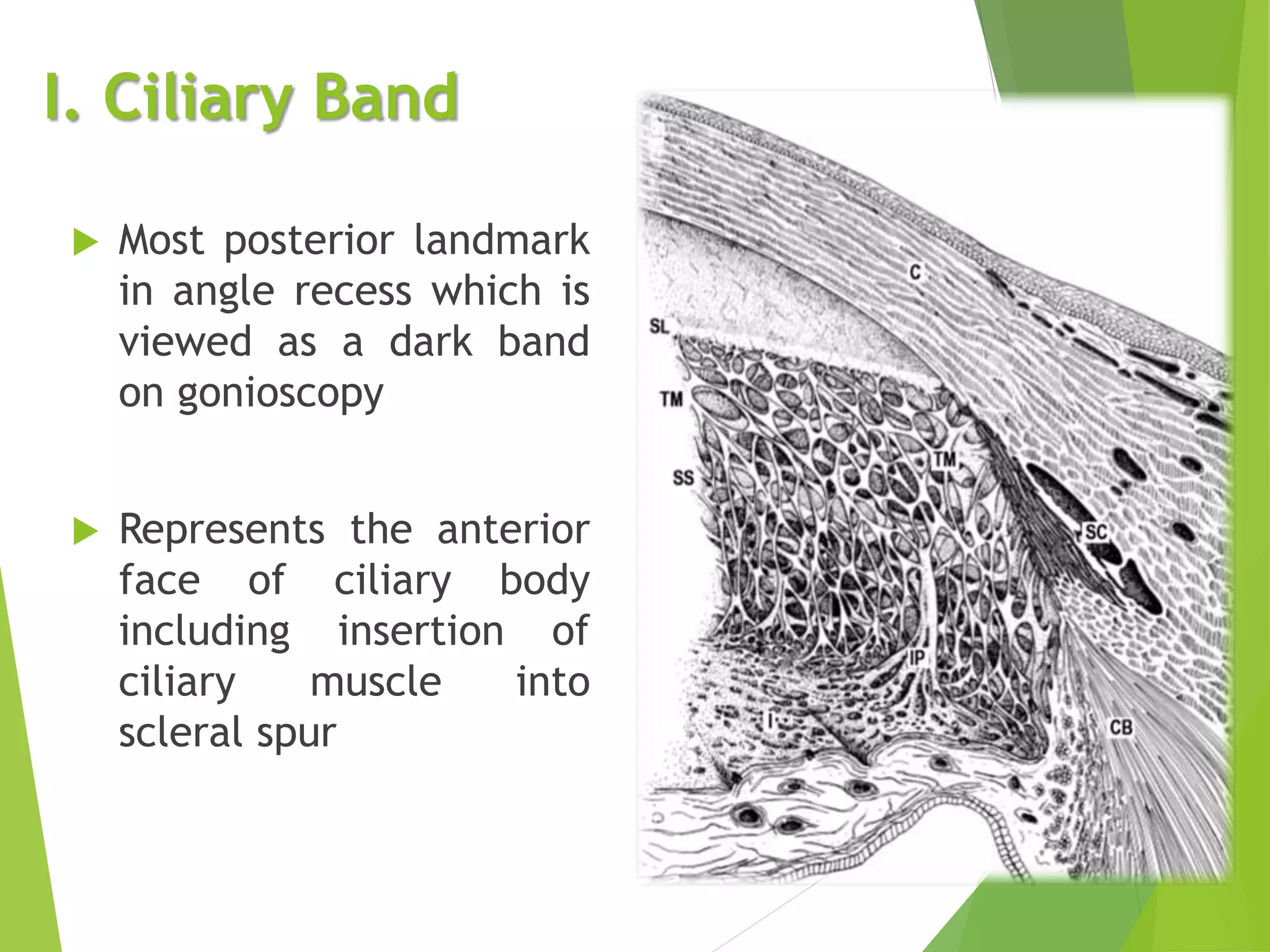 Aqueous Chamber Angle and Aqueous Humor Dynamics - Sandeep Kandel | PPTX